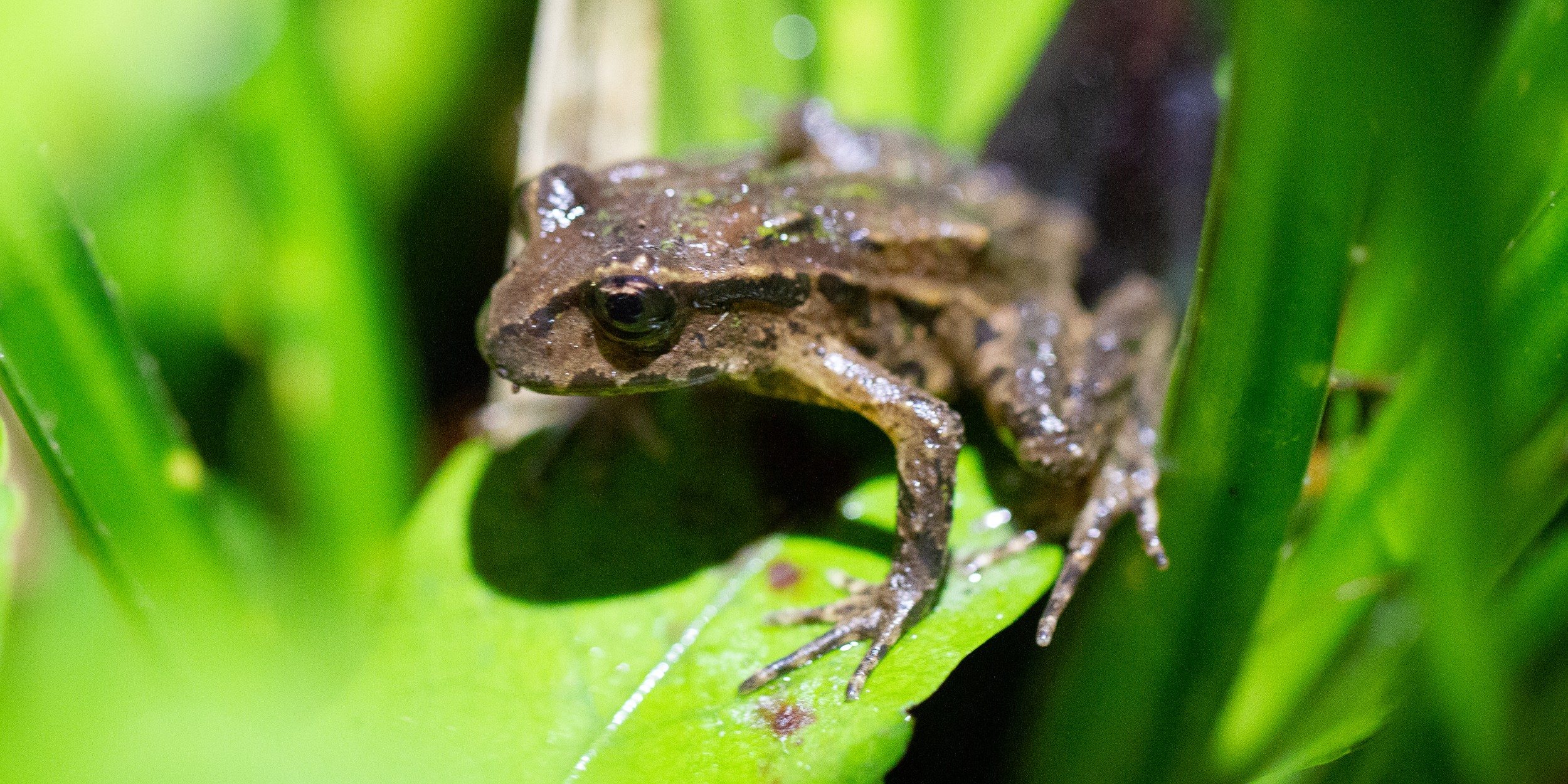 Going on a frog hunt | Forest and Bird